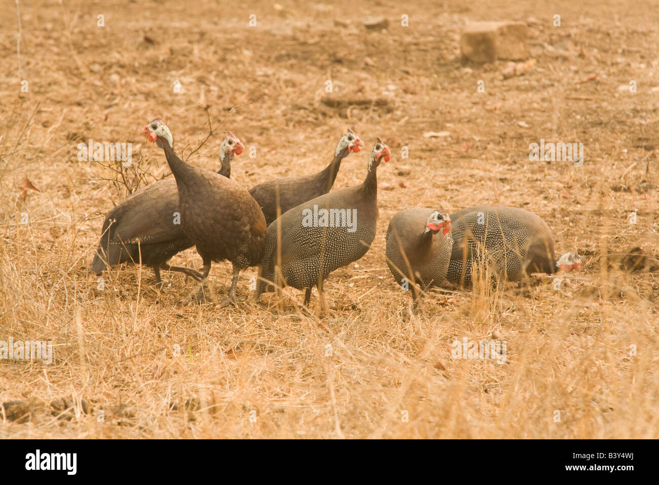 Guinea fowl flock hi-res stock photography and images - Alamy