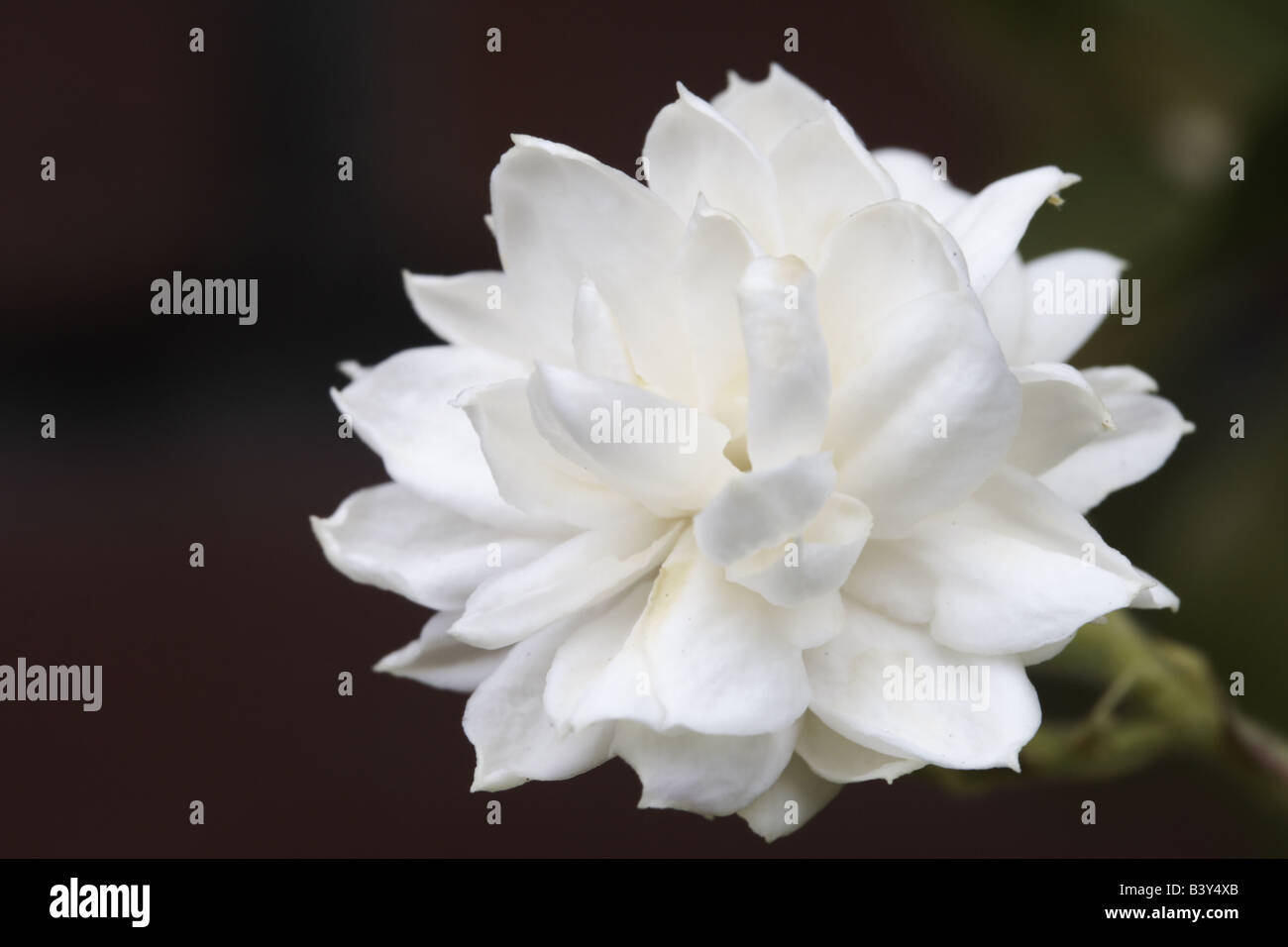 Sampaguita hi-res stock photography and images - Alamy
