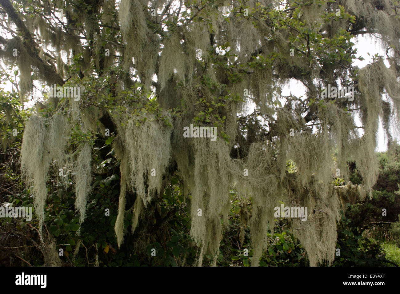 String of sausages lichen Usnea articulata UK Stock Photo - Alamy