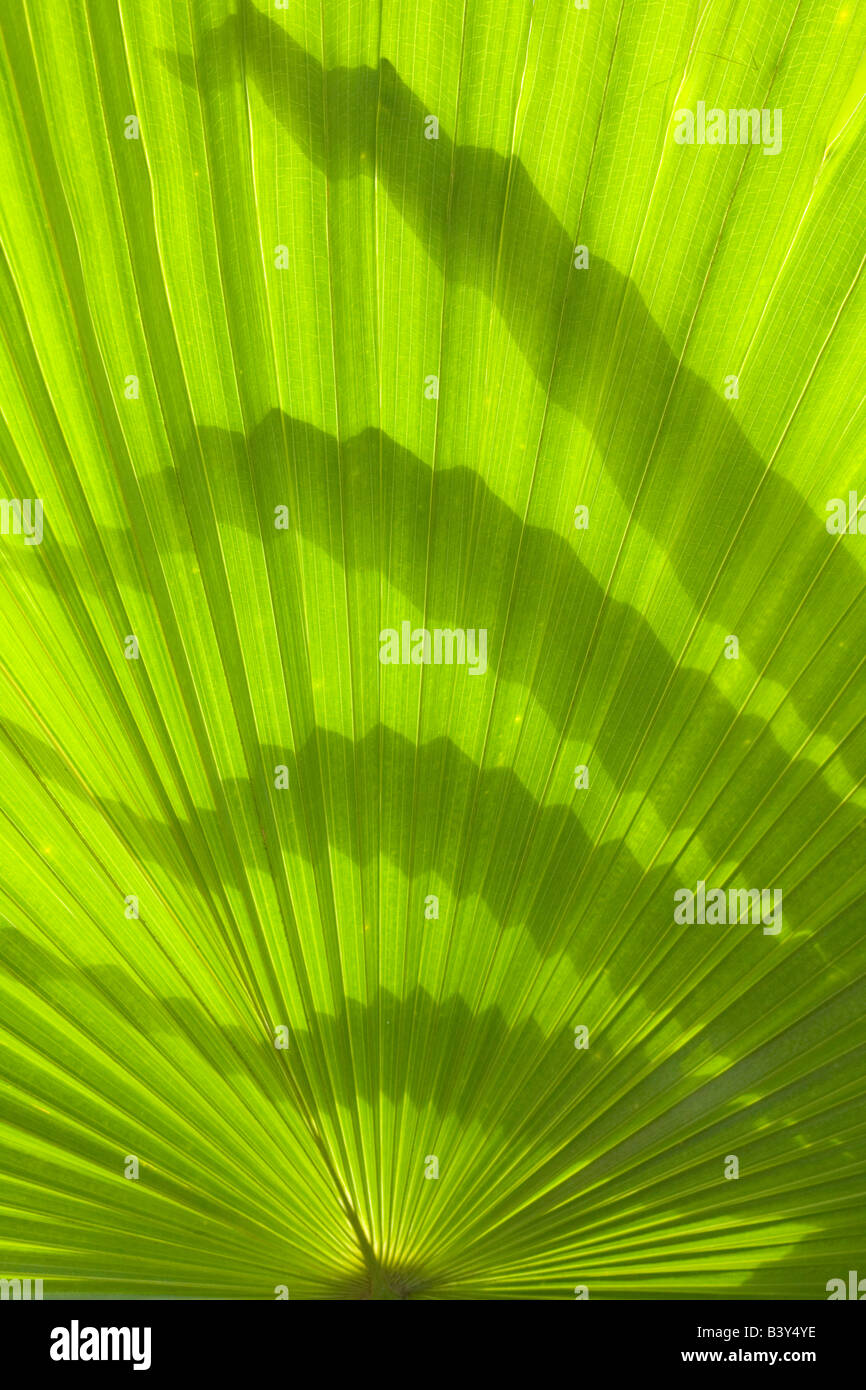 Lines of anahaw leaf Stock Photo - Alamy