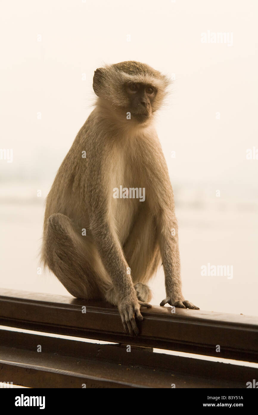 Vervet monkey, Livingstone, Zambia Africa Stock Photo - Alamy