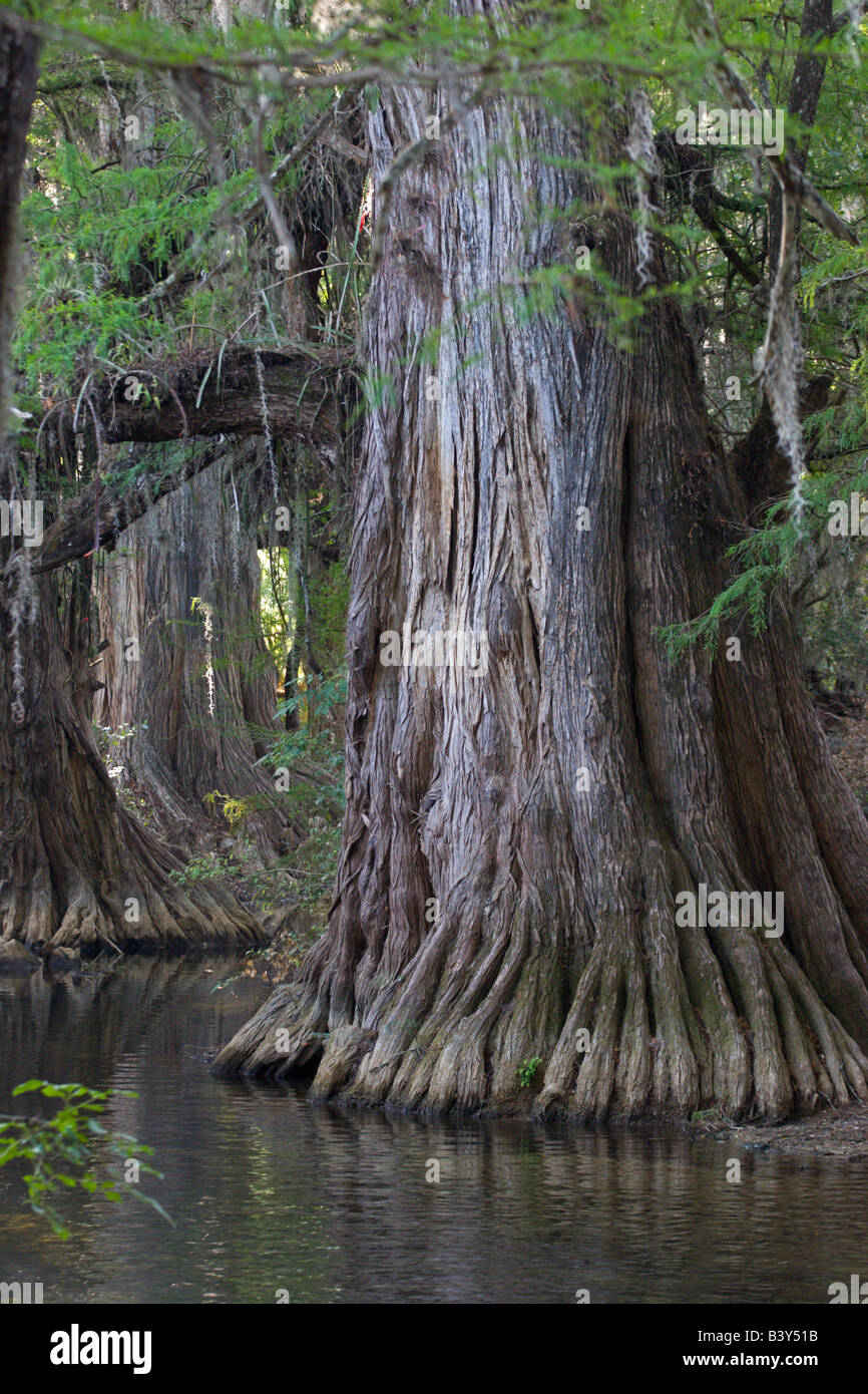 pantano swamp tree Mexico Stock Photo - Alamy