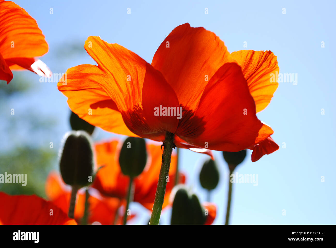 Annual poppy hi-res stock photography and images - Alamy