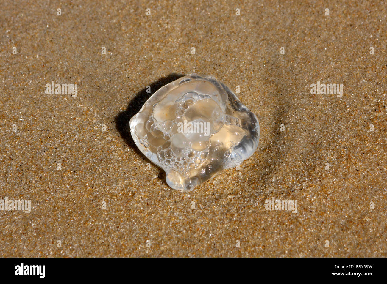 Small Jellyfish lying on the beach Stock Photo - Alamy