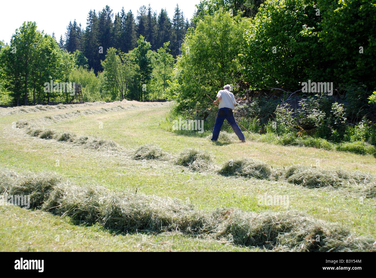 Man on a hay field with a scythe Stock Photo - Alamy