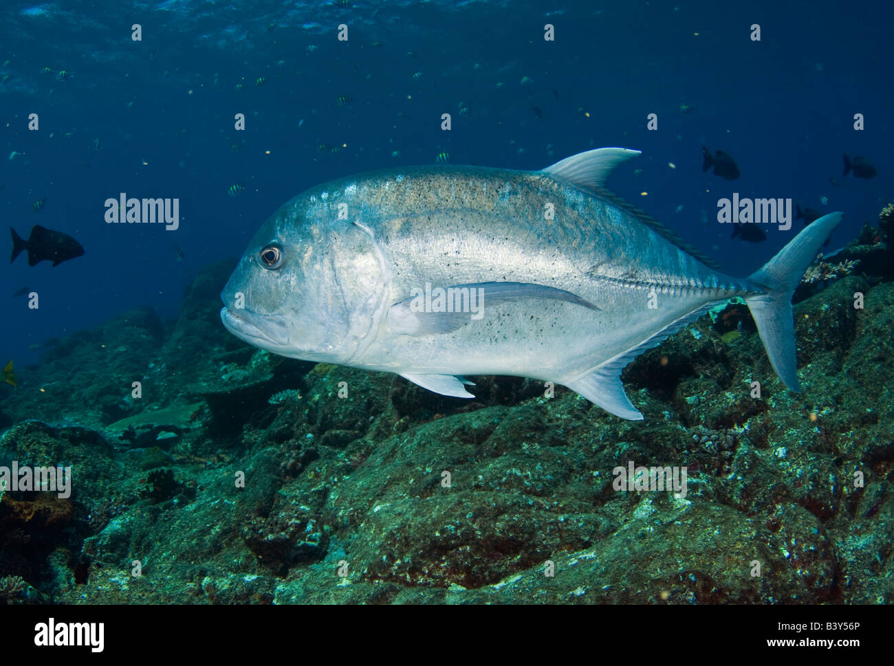 Giant Trevally Caranx ignobilis in Komodo National Park Indonesia Stock ...