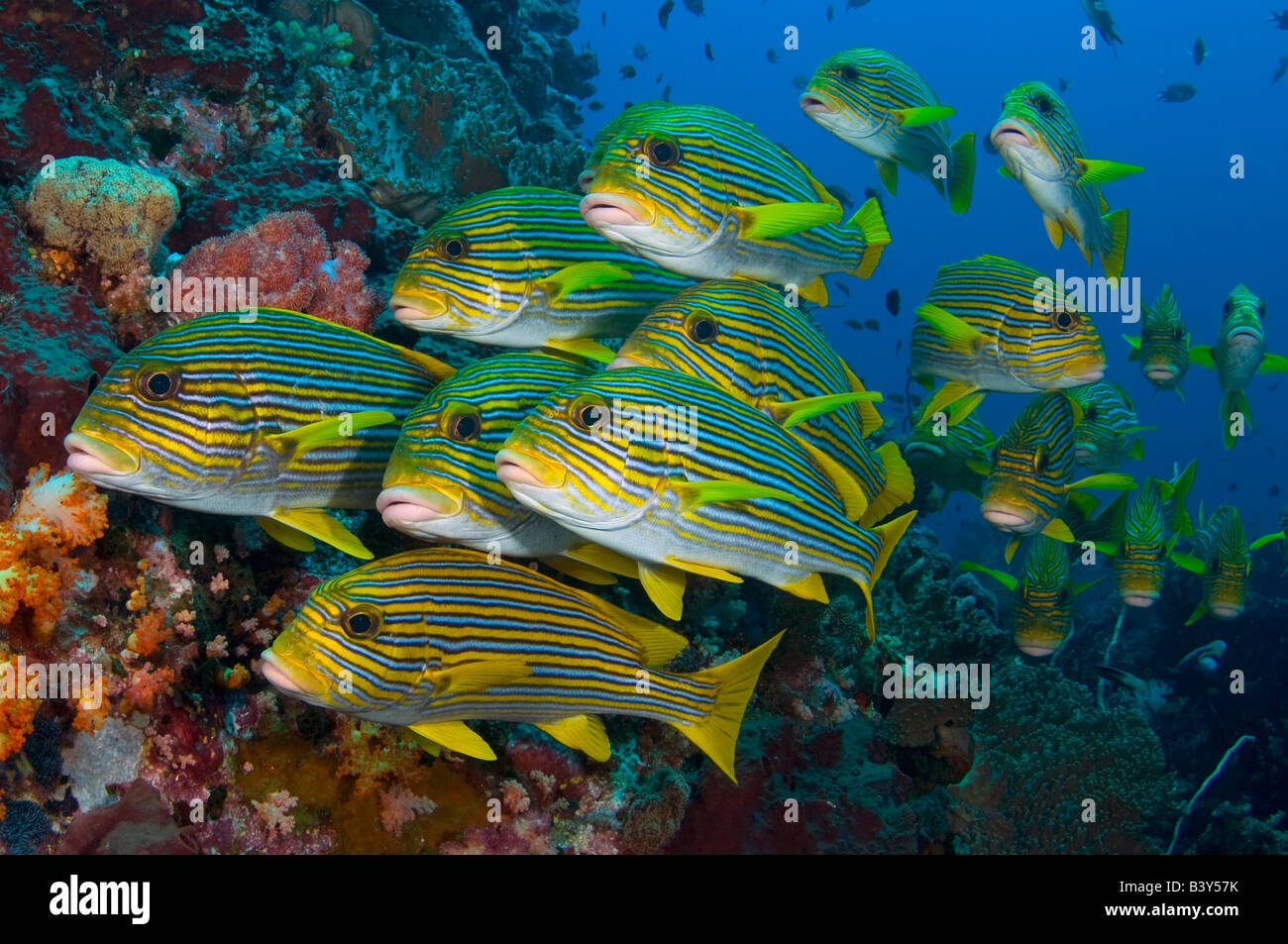 Coral reef in Komodo National Park in Komodo Indonesia showing a school ...