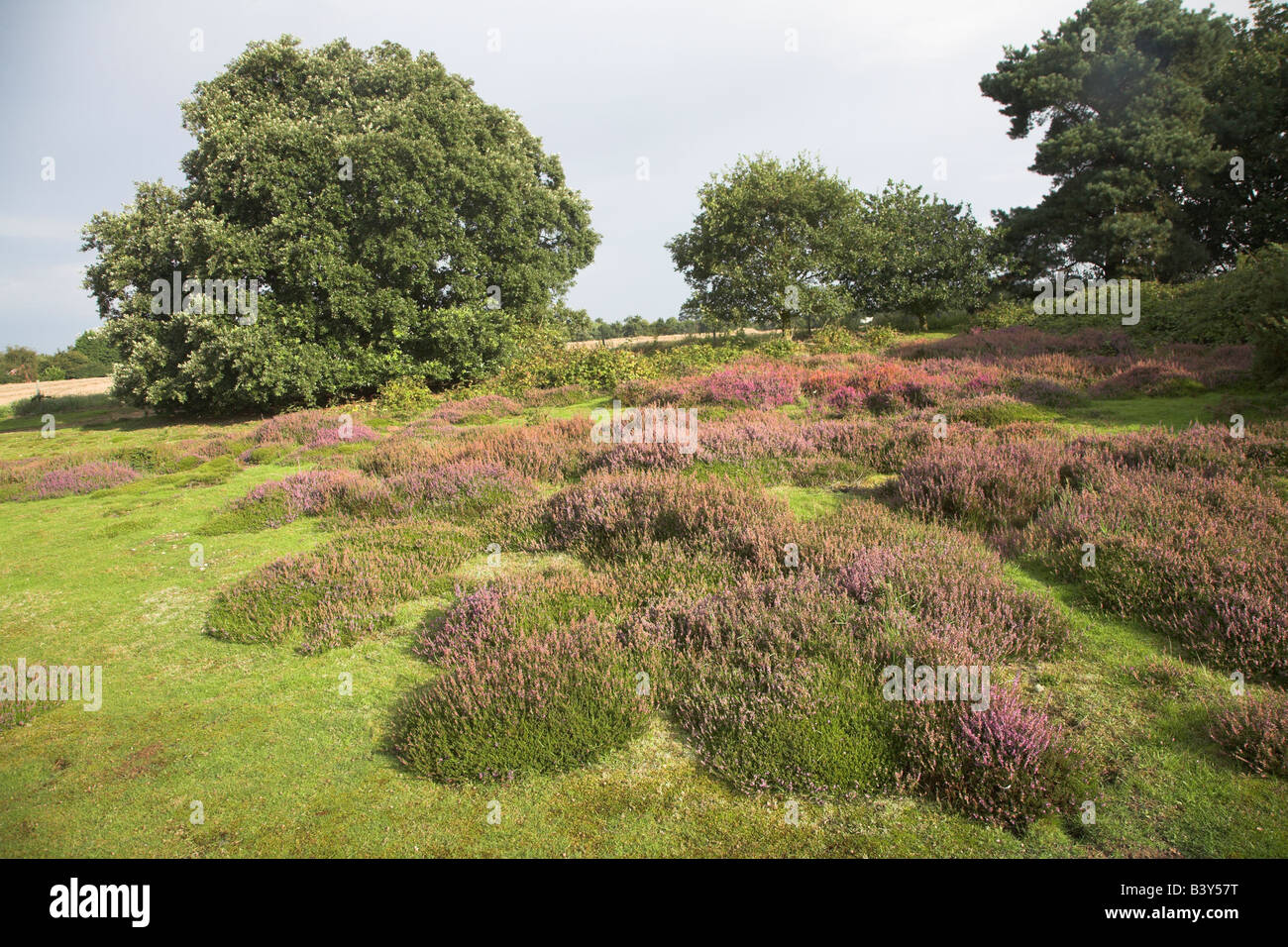 Heathland vegetation of Suffolk Sandlings, Shottisham, Suffolk, England ...