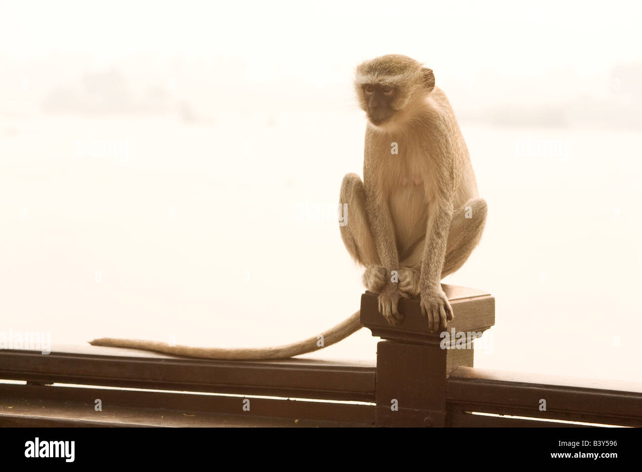 Vervet monkey, Livingstone, Zambia Africa Stock Photo - Alamy