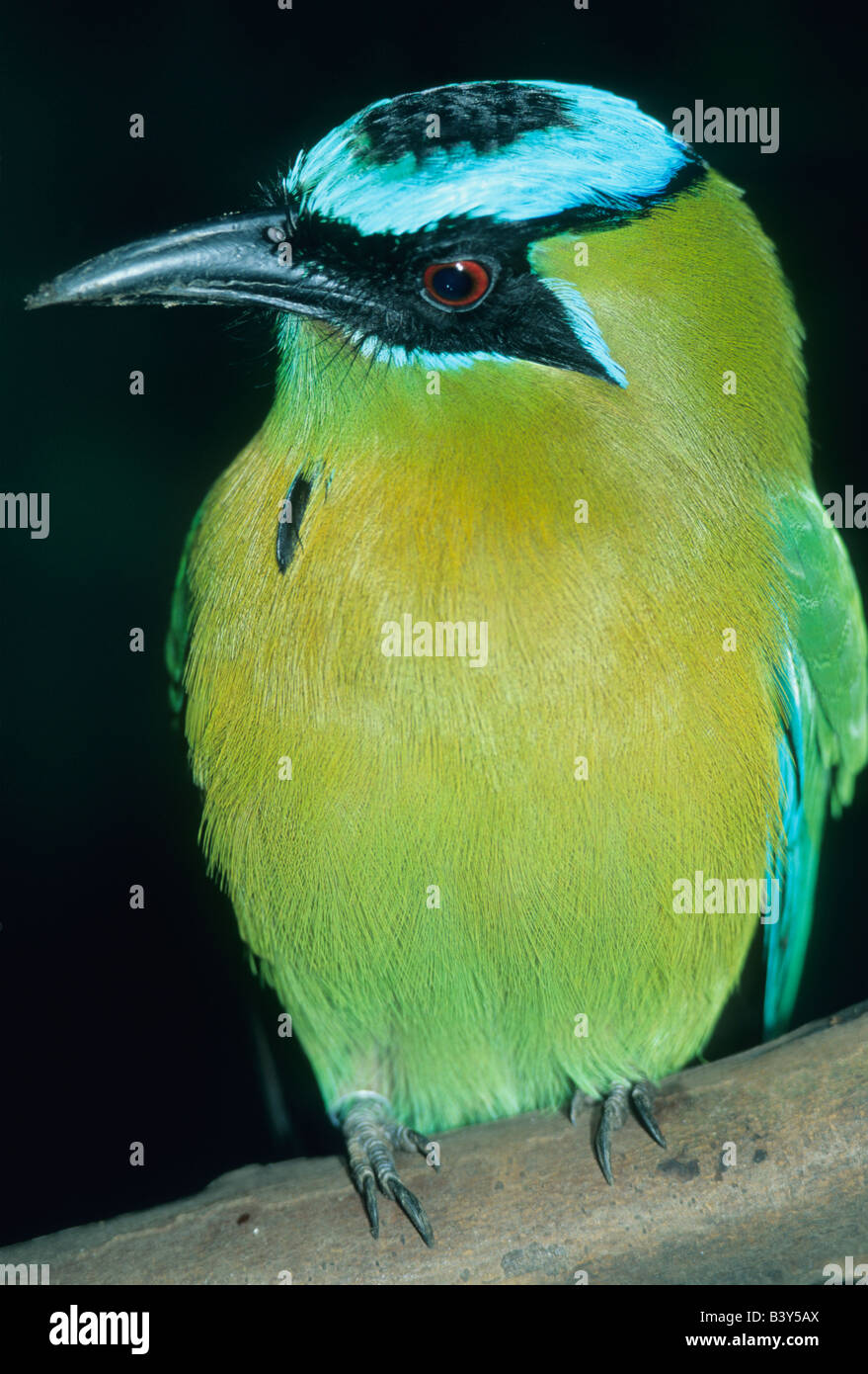 Blue-crowned Motmot (Momotus momota) Costa Rica Stock Photo - Alamy