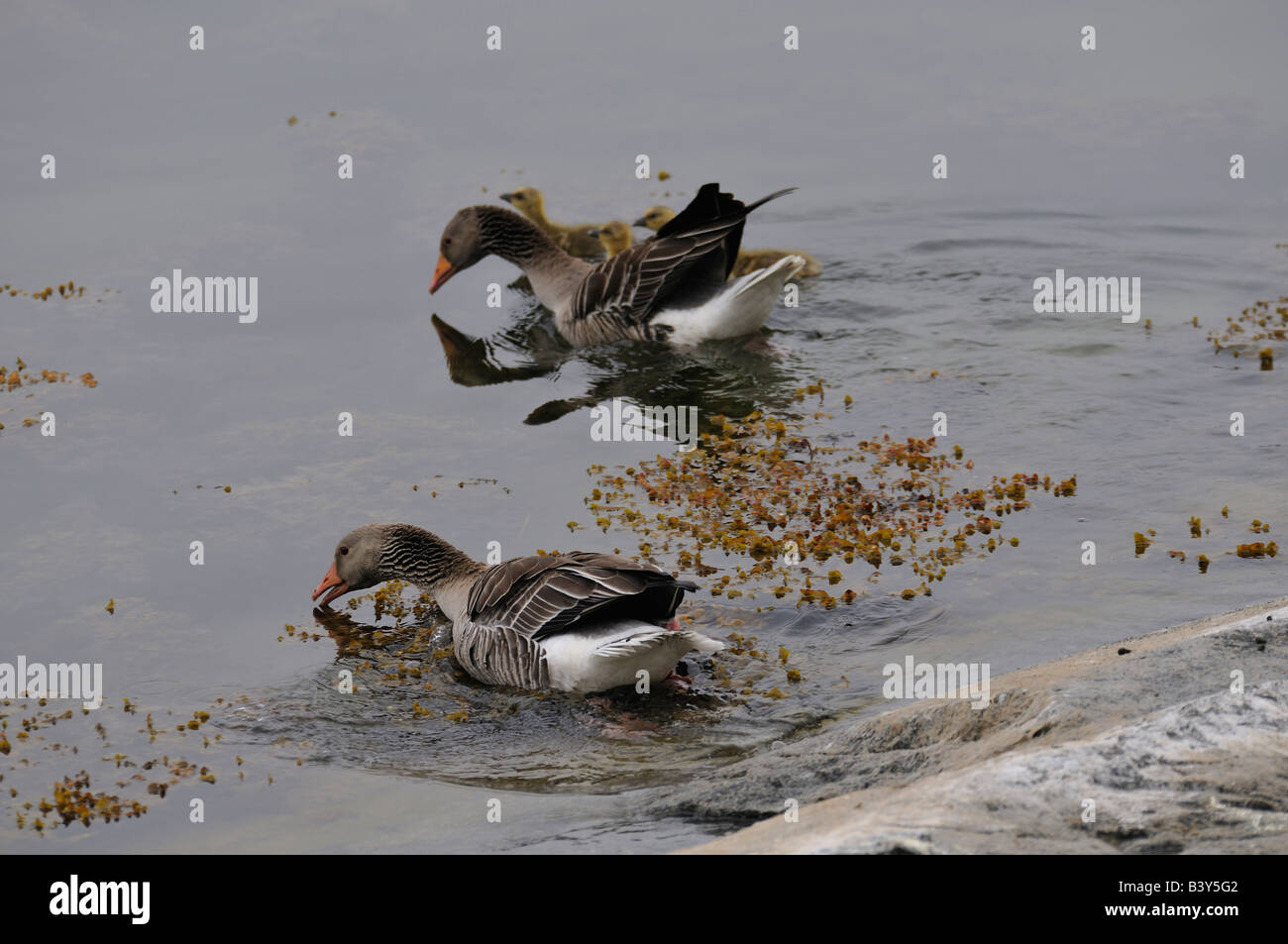A couple of Greylag Goose (Anser anser) taking care of there geslings ...