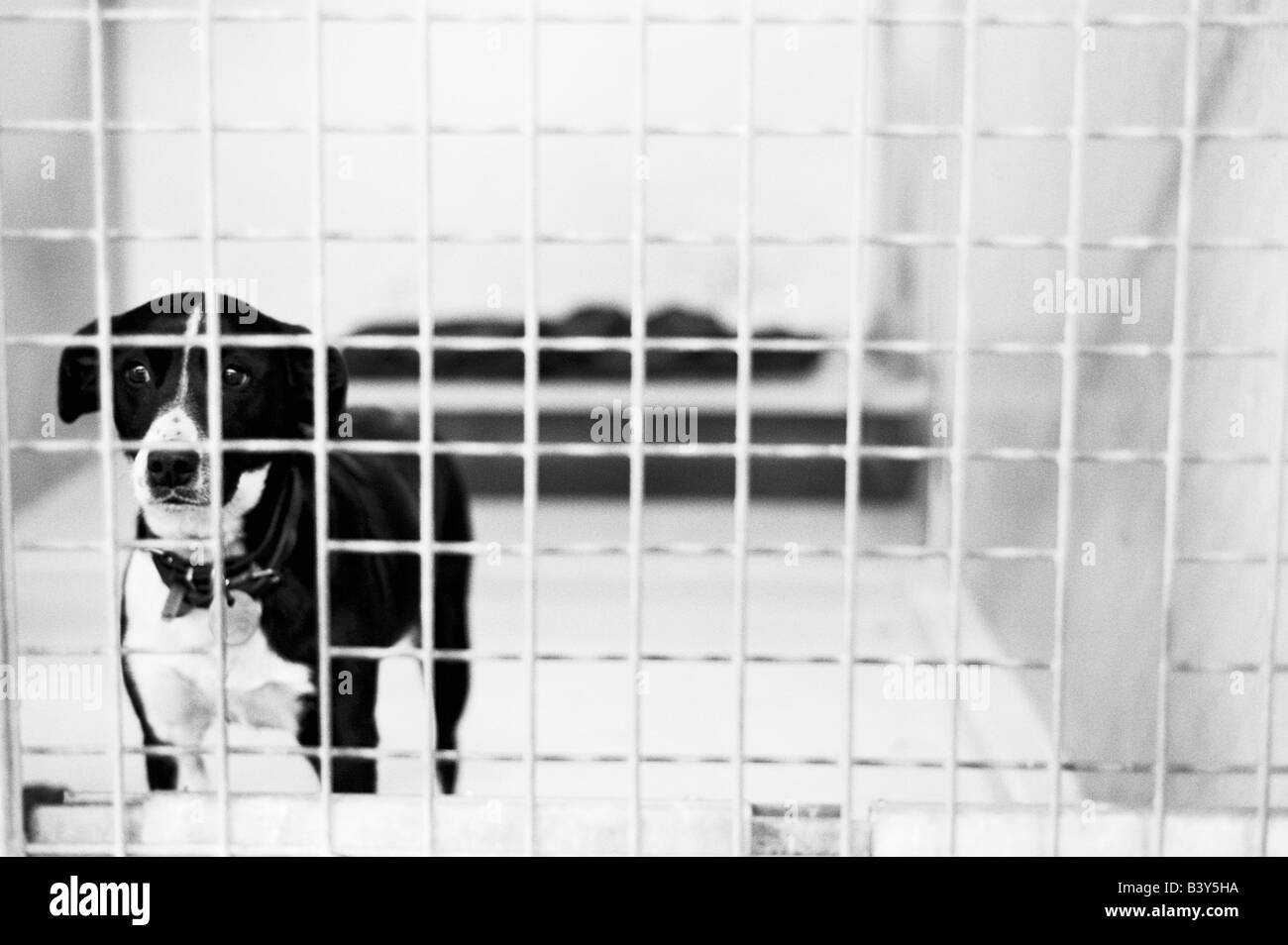 Frightened dog hi-res stock photography and images - Alamy