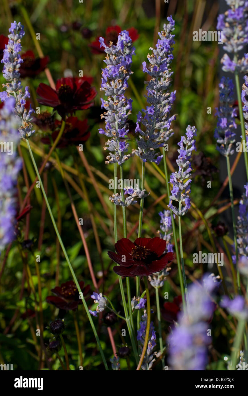 Lavender and chocolate cosmos Stock Photo - Alamy