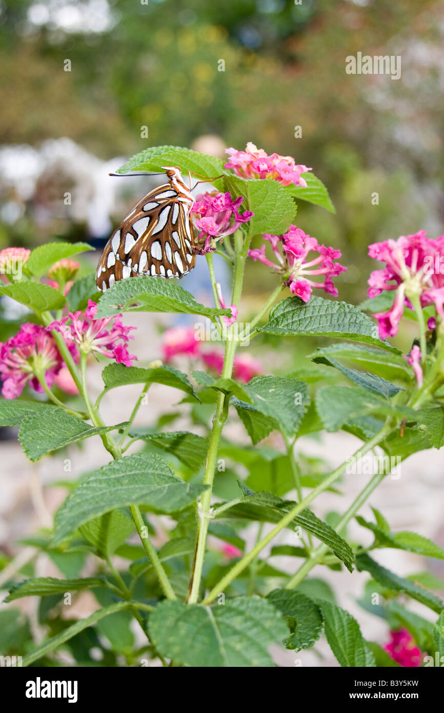Butterfly bush hi-res stock photography and images - Alamy