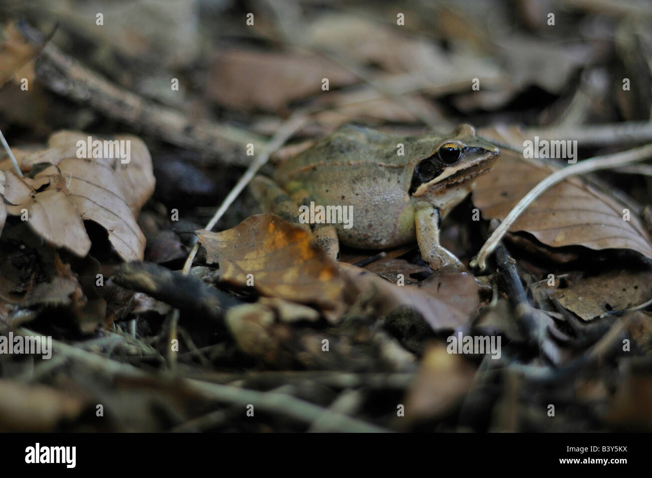 The Agile Frog Rana dalmatina hiding between leaves at the forest floor ...