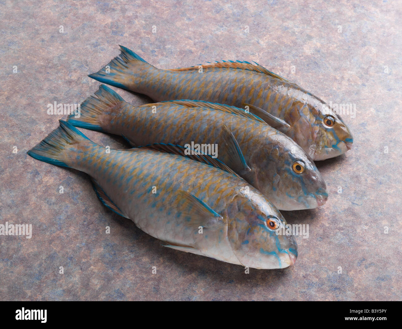 3 Parrot Fish Stock Photo - Alamy