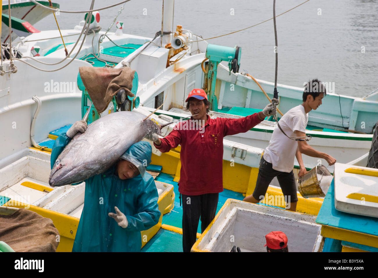 Unloading a catch of yellow finned tuna from fishing boats, Donggang ...