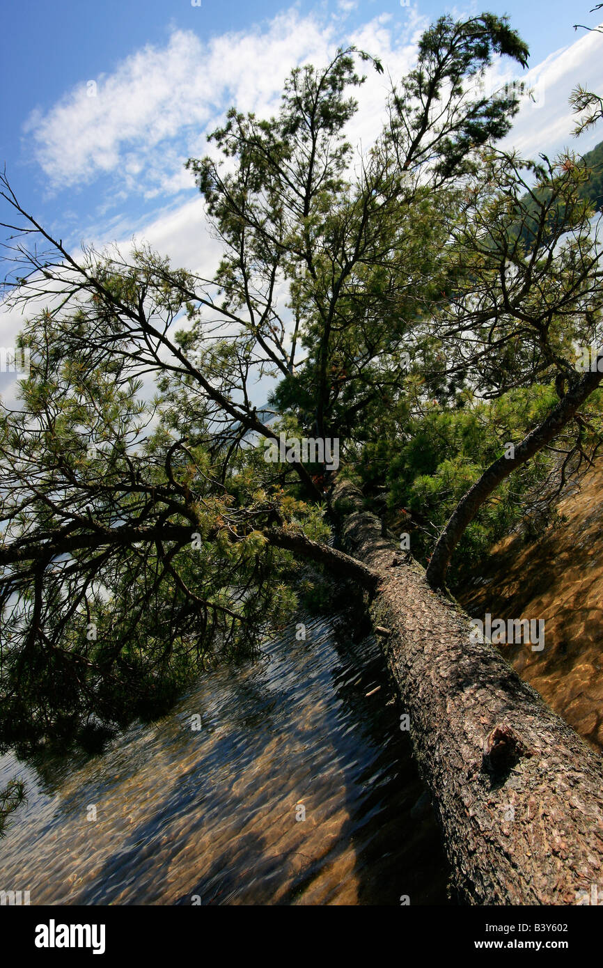 Naturally fallen tree on the shore in USA US nobody vertical hi-res ...