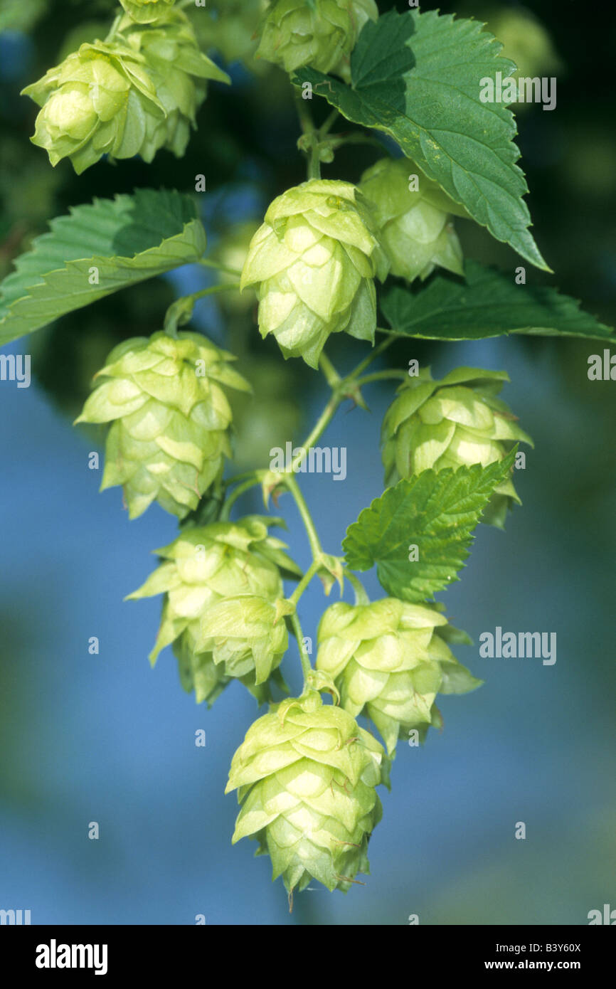 Common Hop (Humulus lupulus), female flowers Stock Photo - Alamy