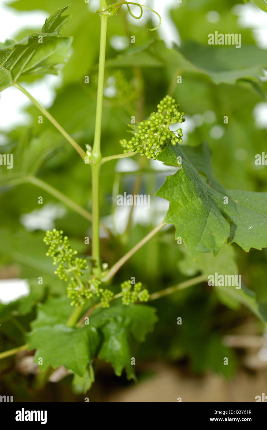 Young Grapes ripening on plant Stock Photo - Alamy