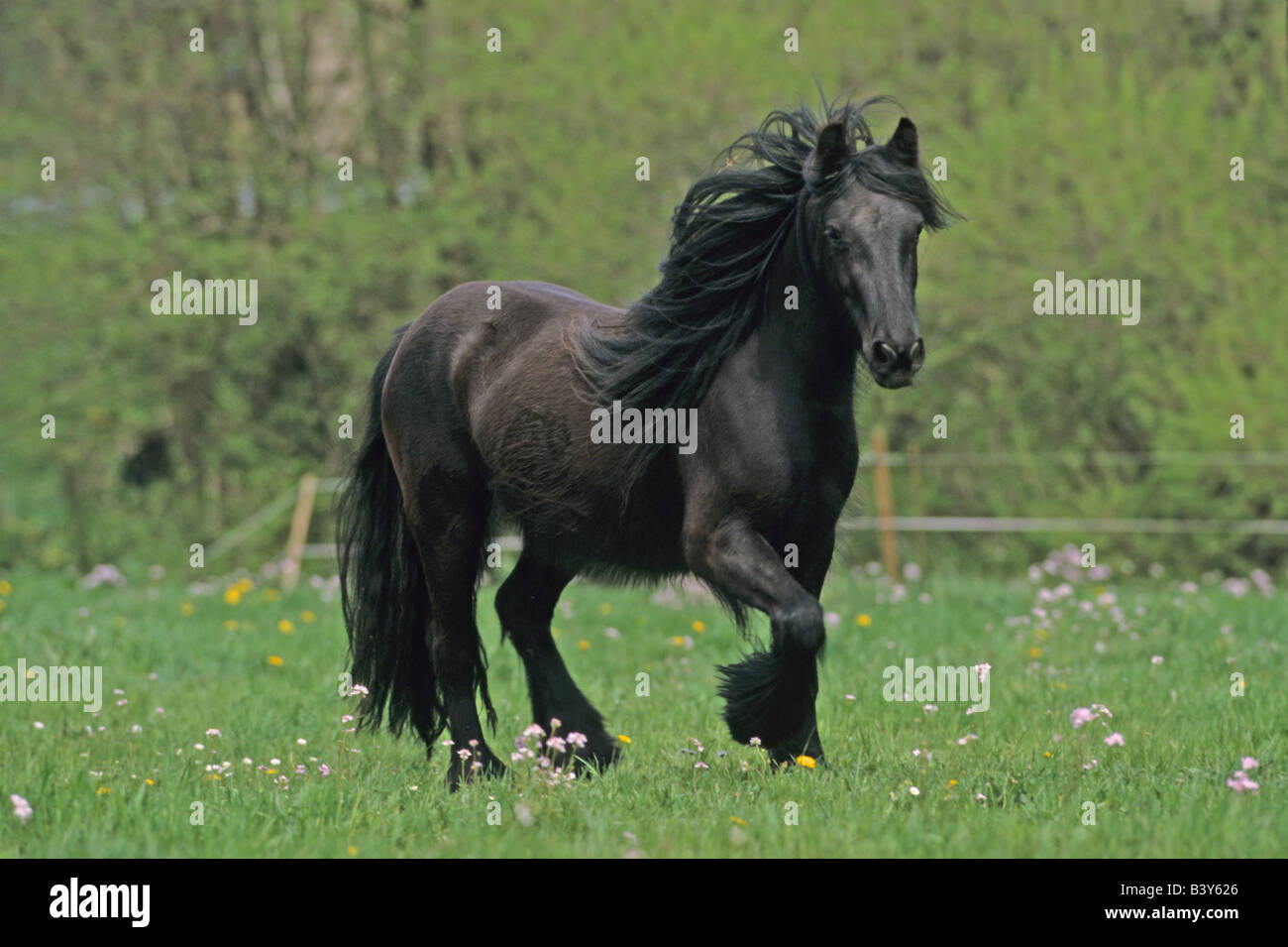 Fell pony hi-res stock photography and images - Alamy