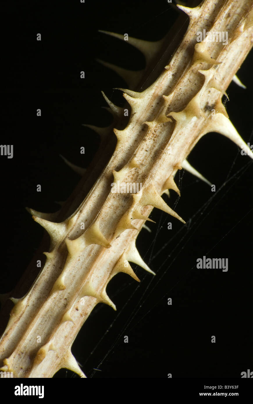 stem with thorns Stock Photo - Alamy