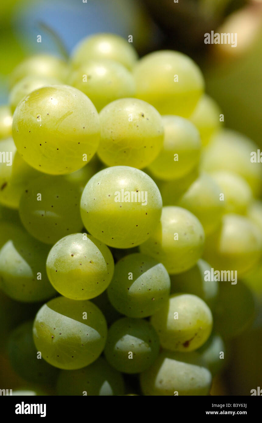Grapes ripening on plant Stock Photo - Alamy
