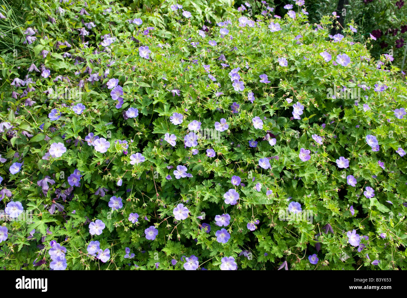 Geranium `Cranesbill` Rozanne Gerwat Stock Photo - Alamy