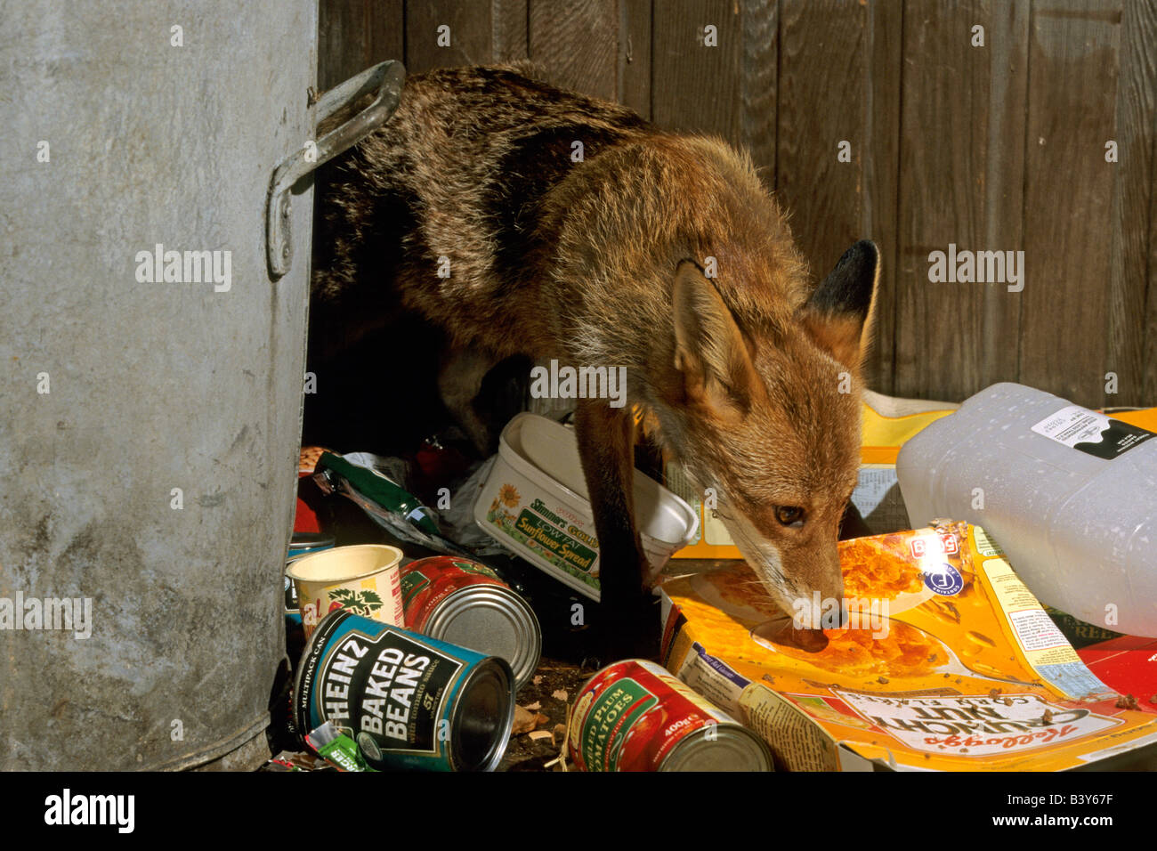 Red Fox (Vulpes vulpes) scavenging for food around dustbin Stock Photo ...