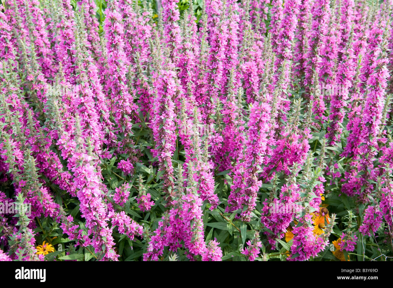 Lythrum Lythraceae Salicaria `Feuerkerze` Stock Photo - Alamy