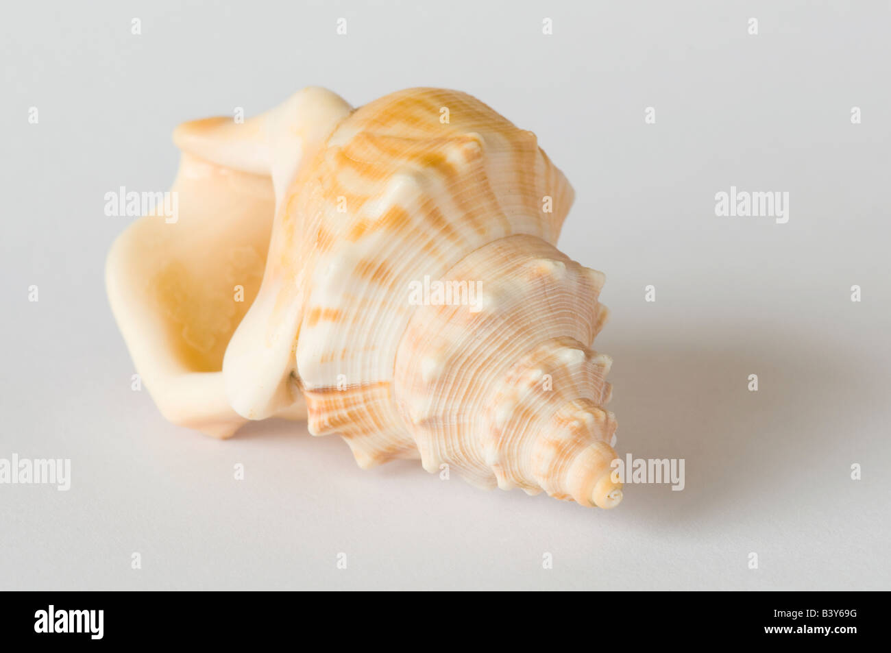 Mollusc shell colour hi-res stock photography and images - Alamy