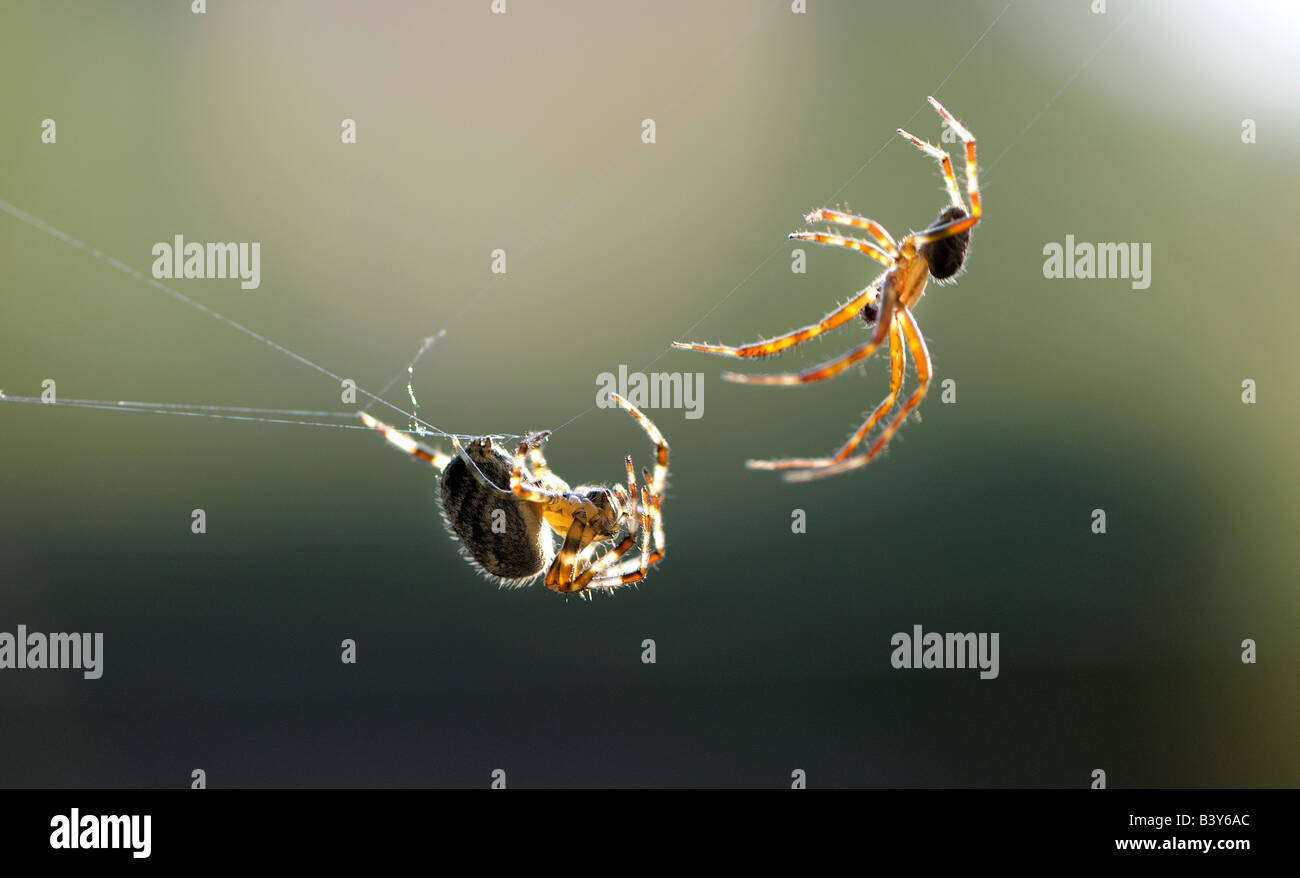 Spiders mating hi-res stock photography and images - Alamy