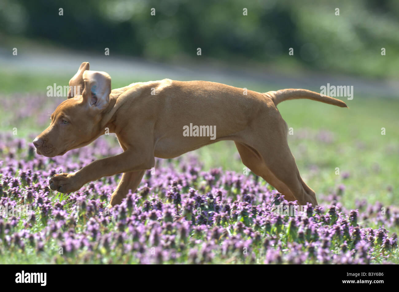 Rhodesian Ridgeback (Canis lupus familiaris), puppy running through ...