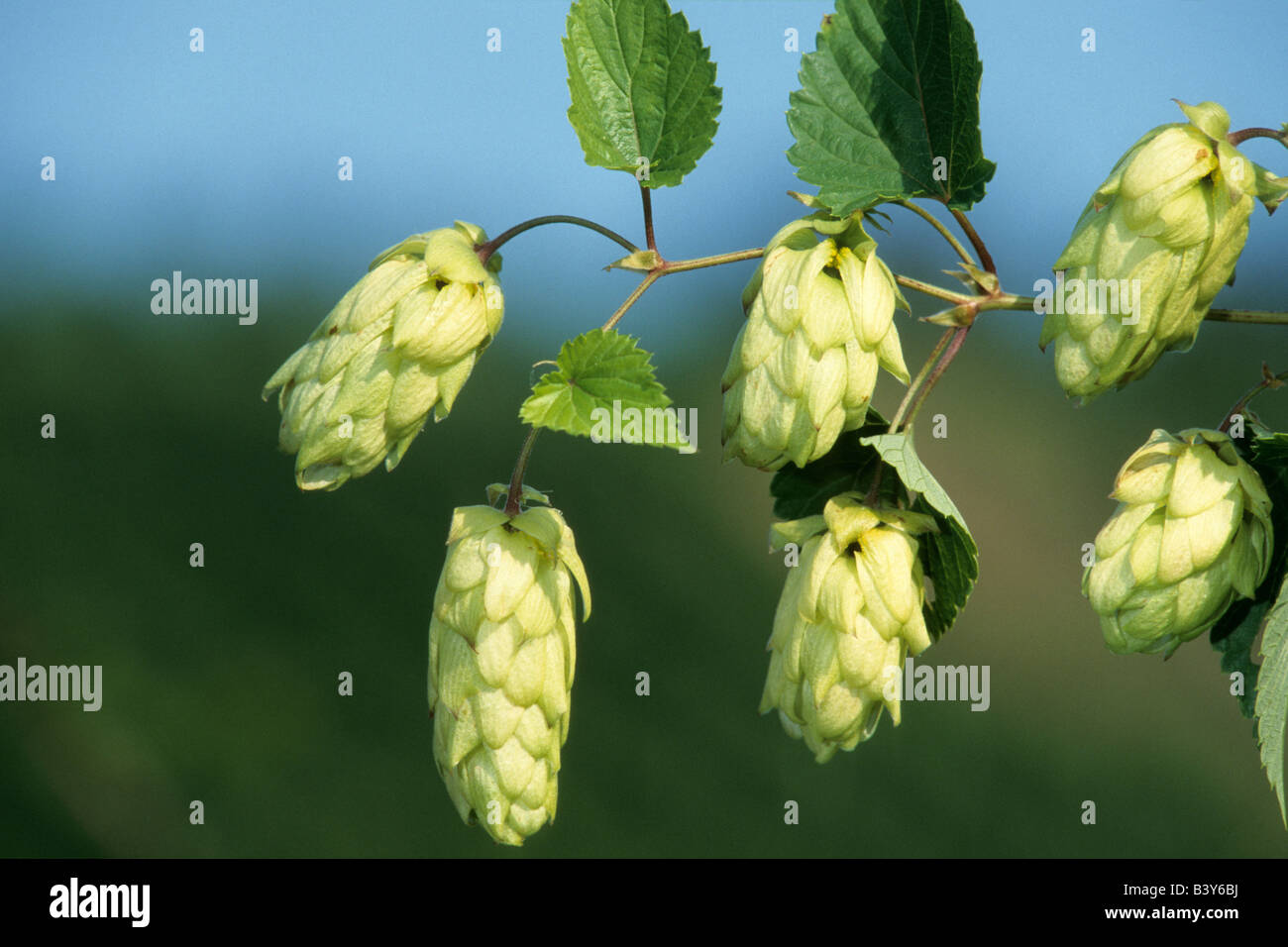Common Hop (Humulus lupulus), female flowers Stock Photo - Alamy