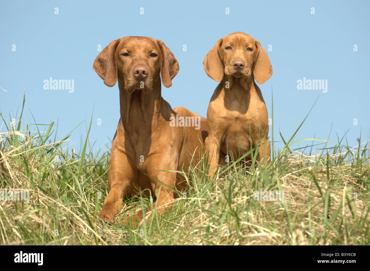 Smooth-haired Hungarian Vizsla (Canis lupus familiaris). Bitch with ...