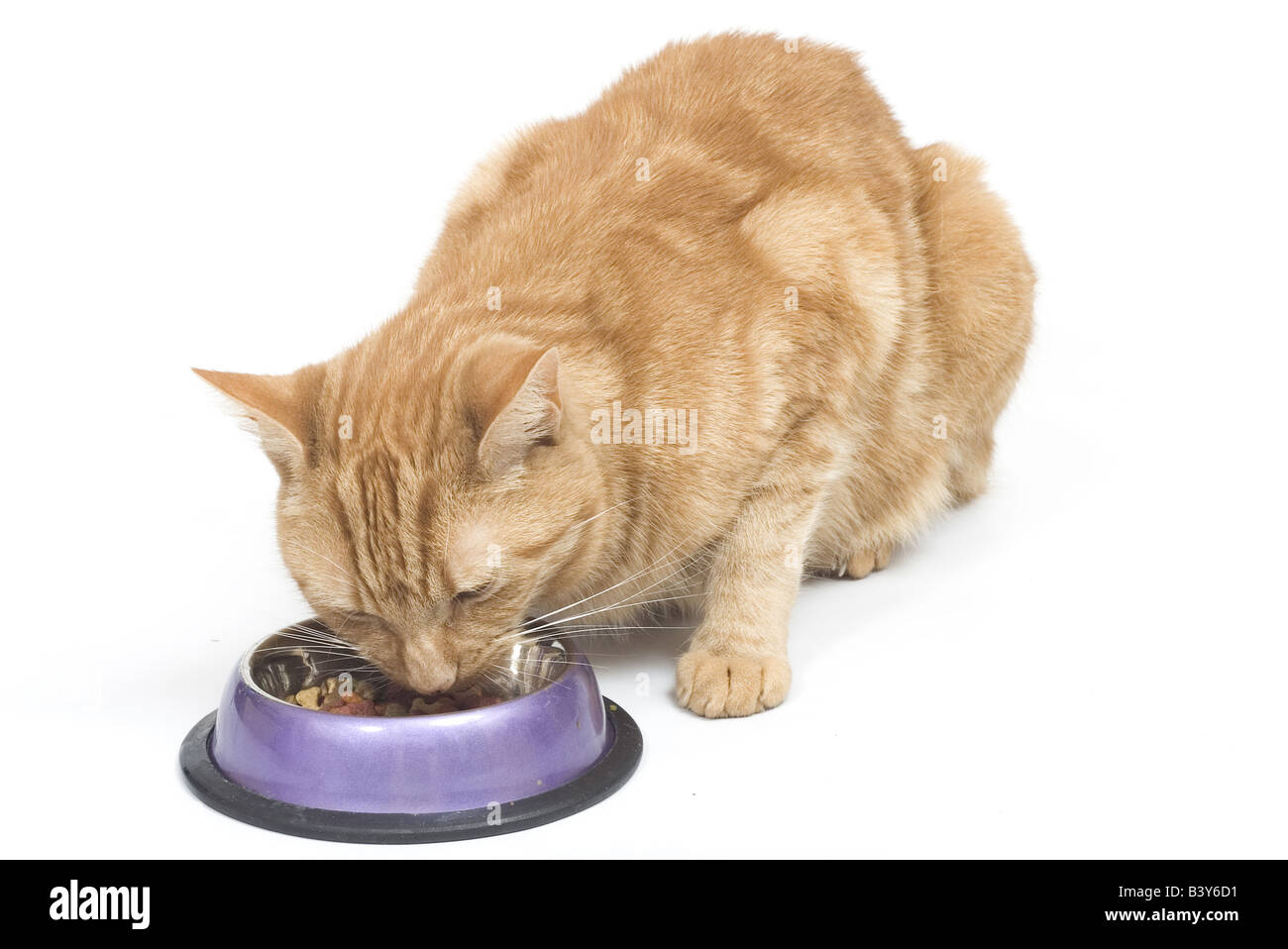 Ginger cat eating from a purple bowl Stock Photo - Alamy