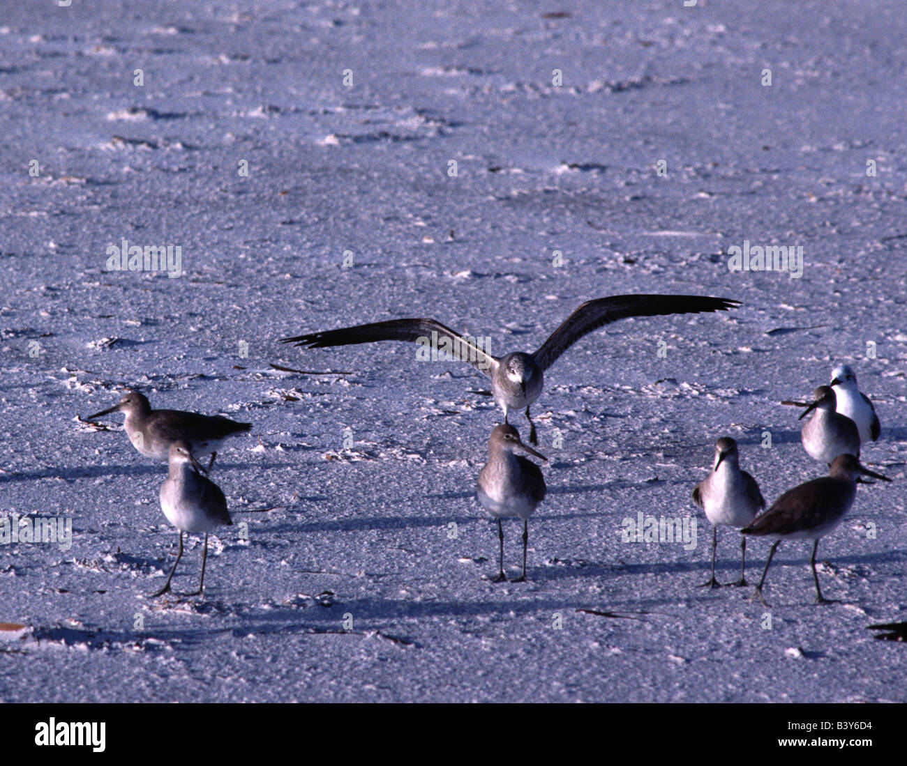 Greer island beach hi-res stock photography and images - Alamy