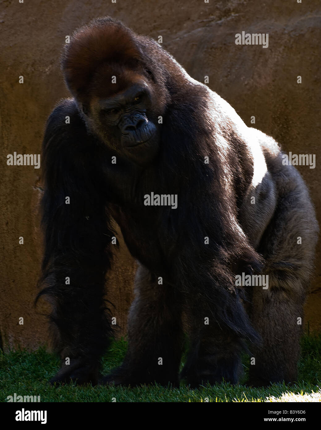 Adult silver back male gorilla Stock Photo - Alamy