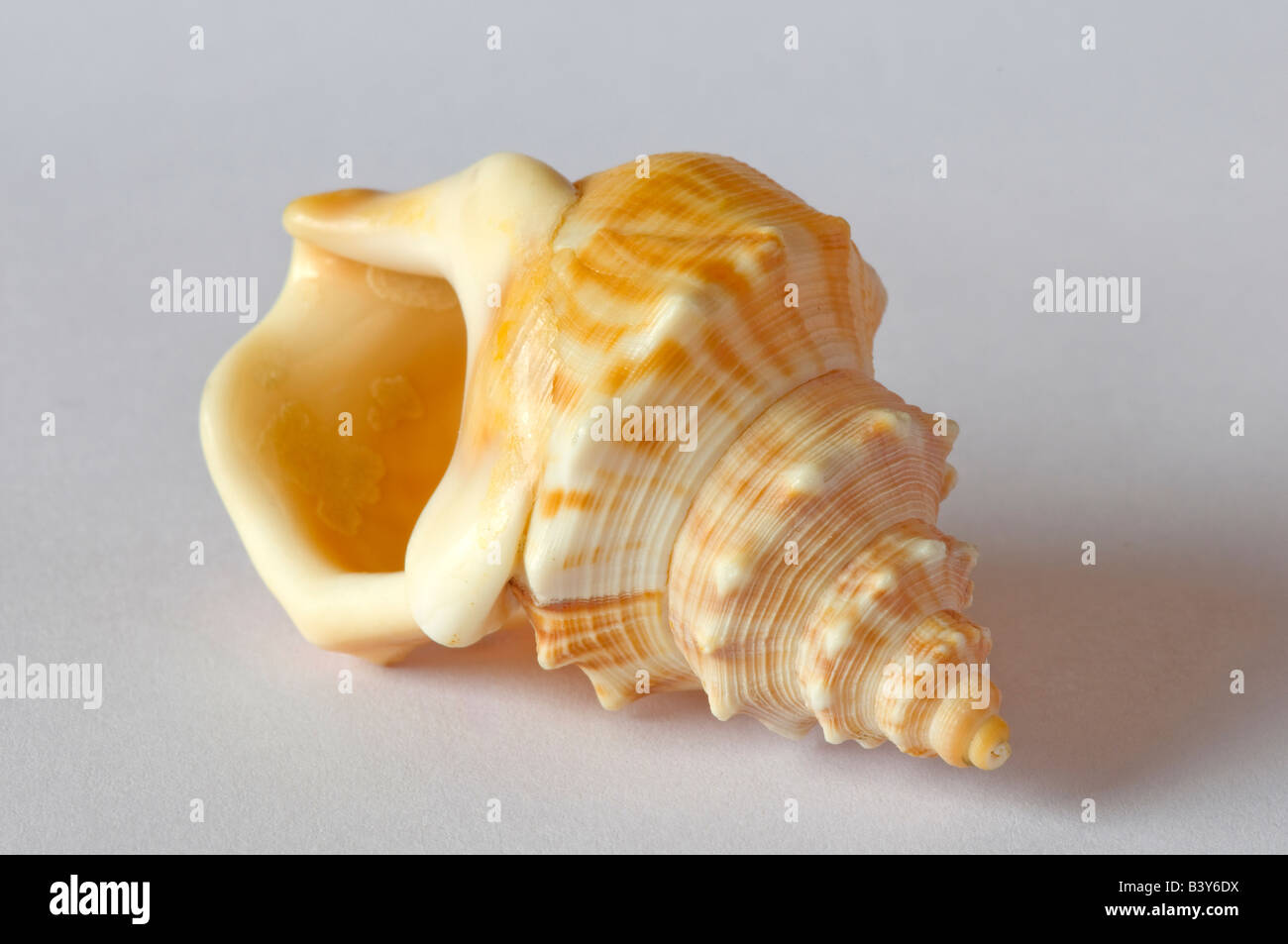Sea shell cut out hi-res stock photography and images - Alamy