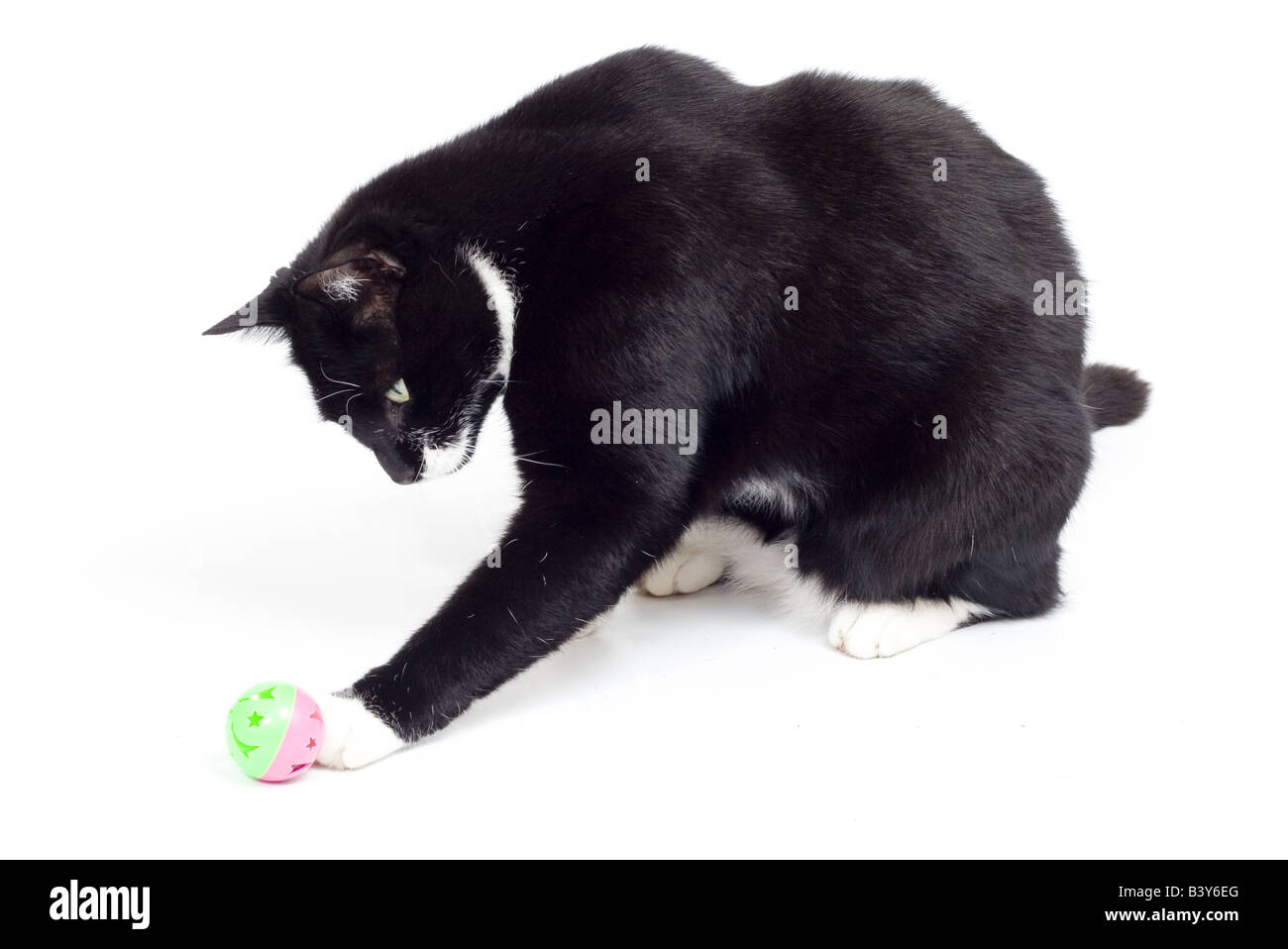 Reggie playing with a ball Stock Photo - Alamy