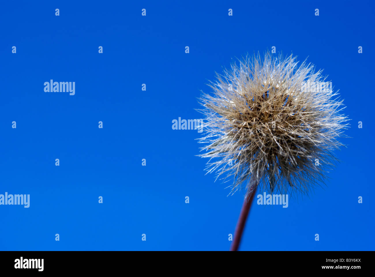 Wildflower seed stalk on a blue background Stock Photo - Alamy