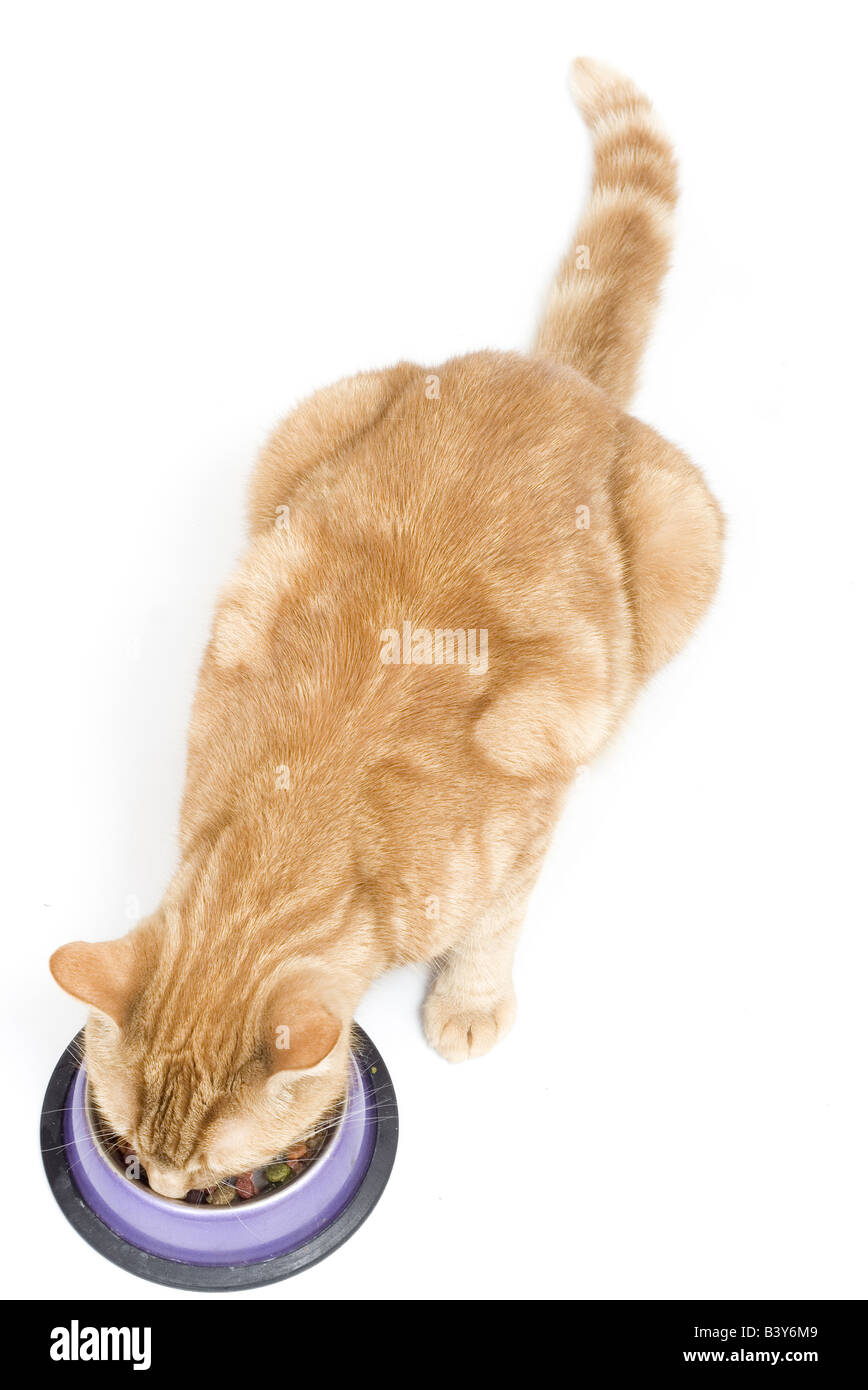 Ginger cat Cut Out Stock Images & Pictures - Alamy