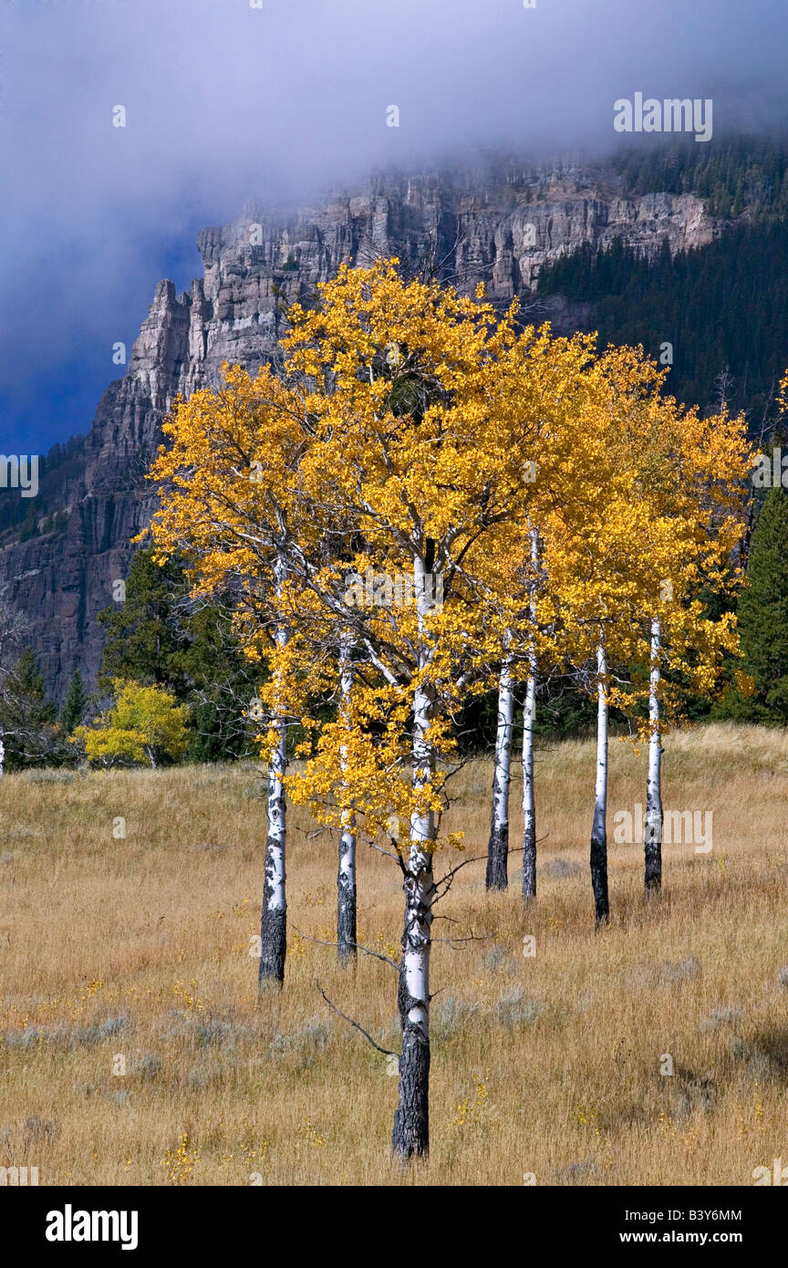 Aspen yellow national park hi-res stock photography and images - Alamy