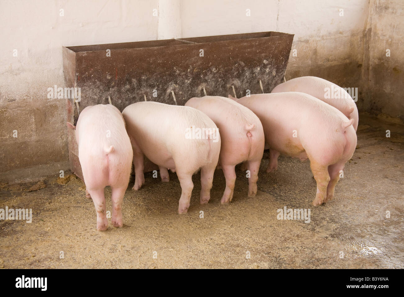 Landrace Pigs High Resolution Stock Photography and Images - Alamy