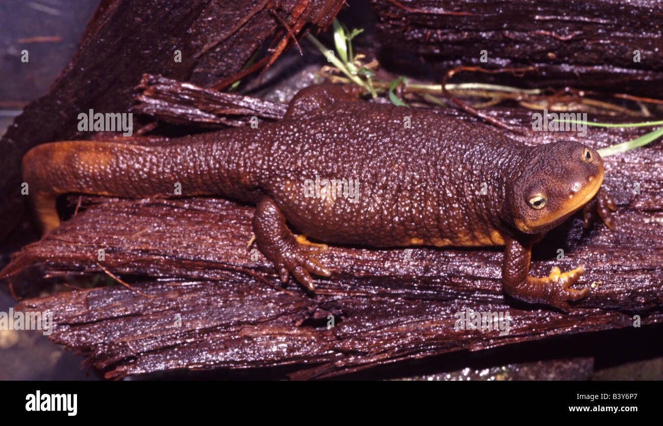 Taricha torosa torosa hi-res stock photography and images - Alamy