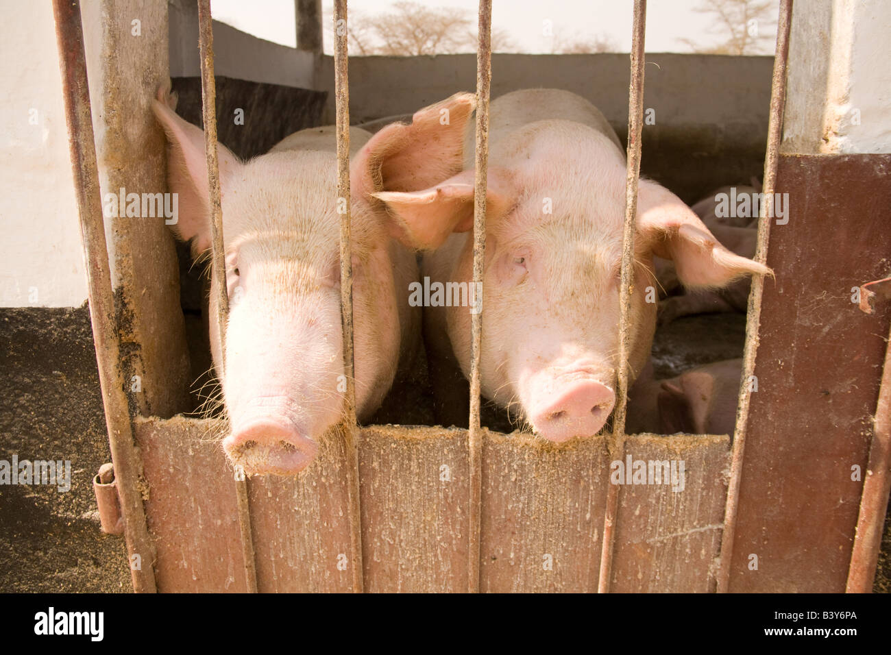 landrace pigs Kafuie Zambia Africa Stock Photo - Alamy