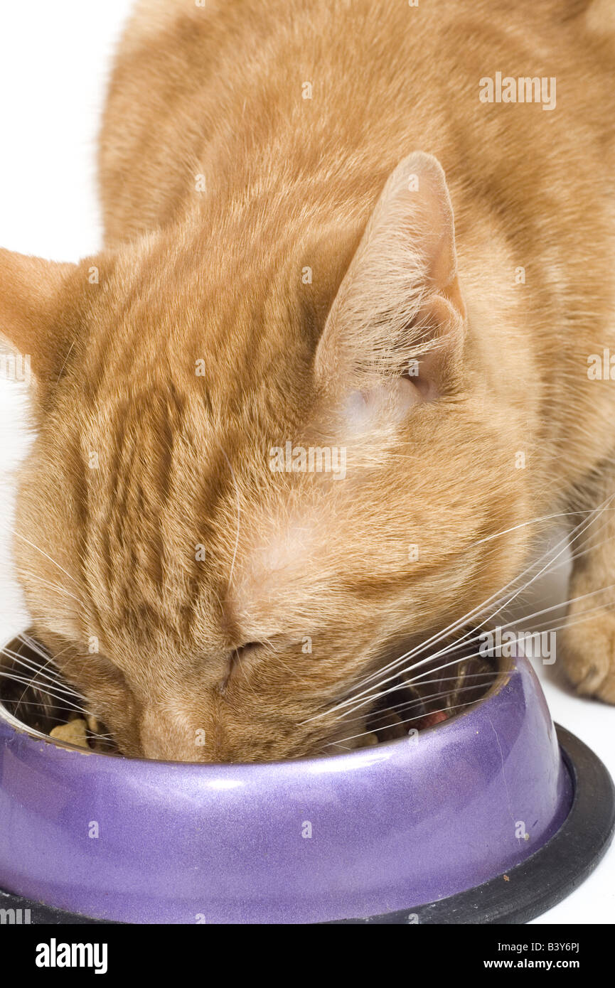 Ginger cat eating from a purple bowl Stock Photo - Alamy