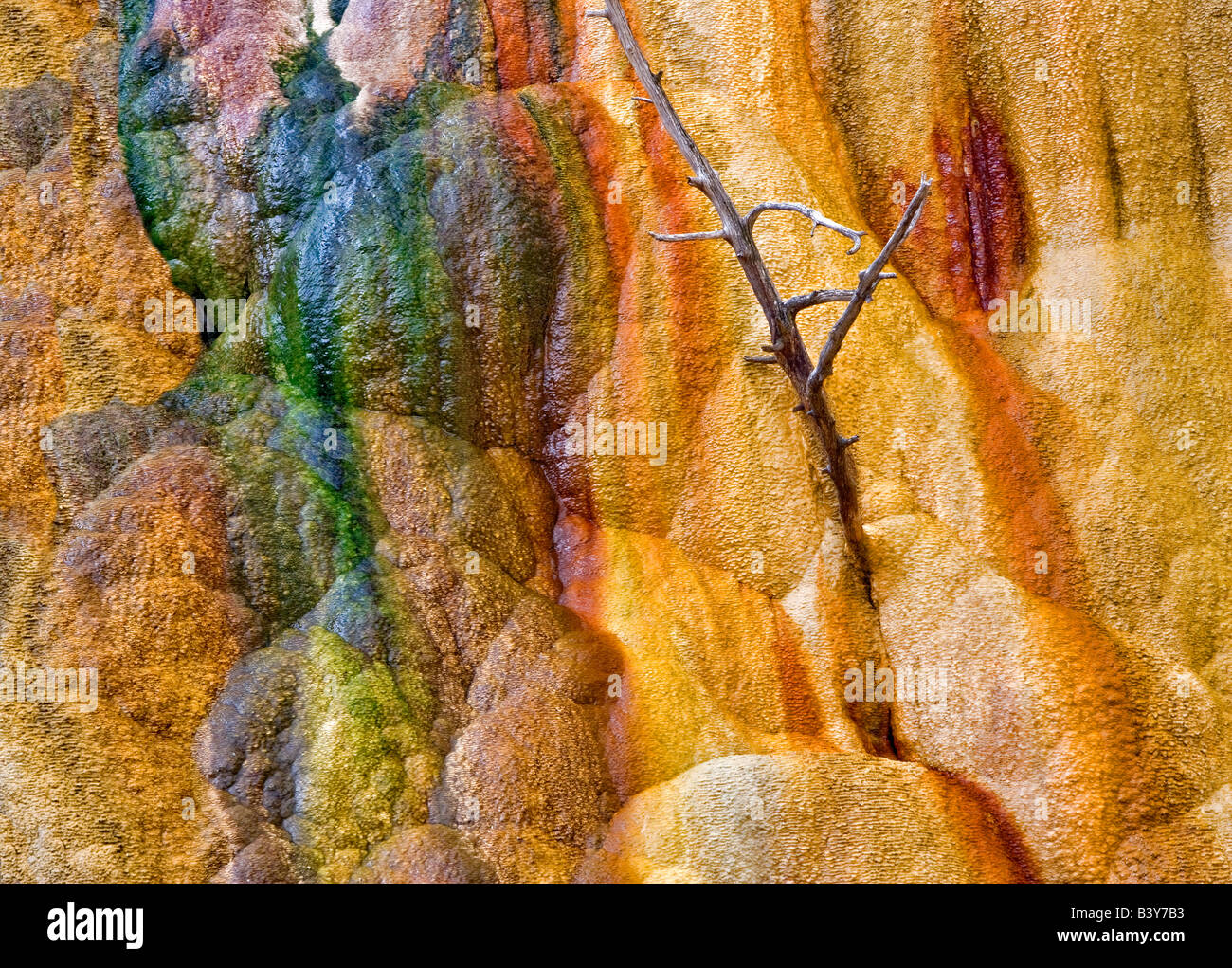 Calcium deposits and dead tree at Orange Spring Mound hotsprings ...