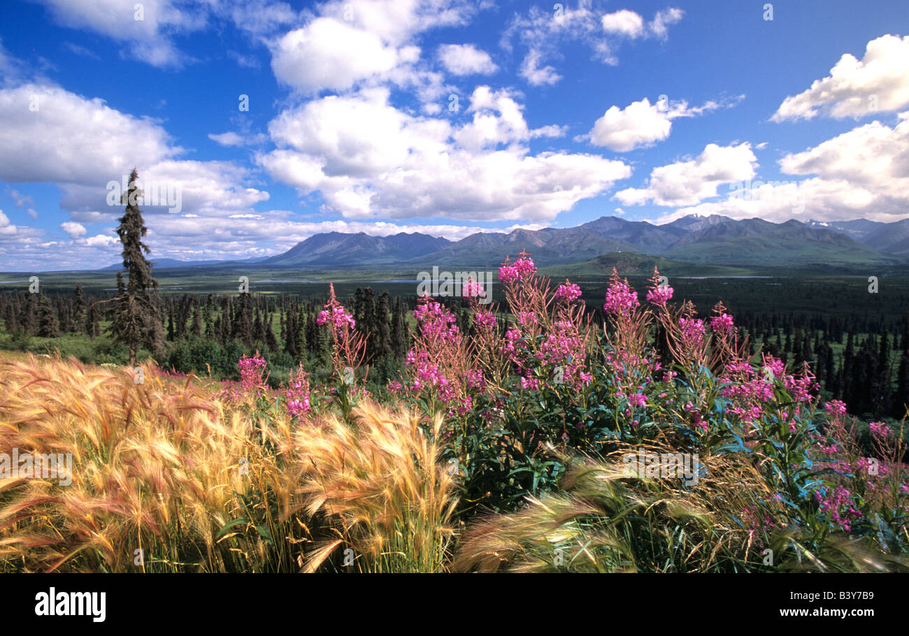 Chugach Mountains, Alaska, USA Stock Photo - Alamy