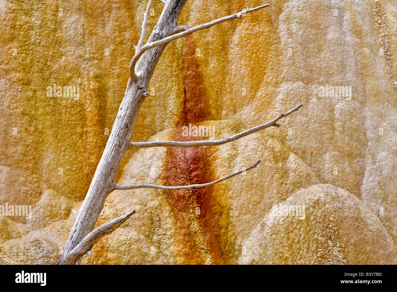 Calcium deposits and dead tree at Orange Spring Mound hotsprings ...